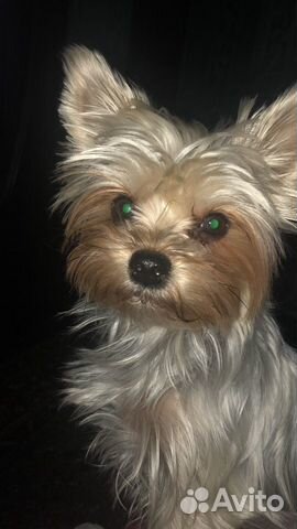 Йоркширский терьер нужен жених