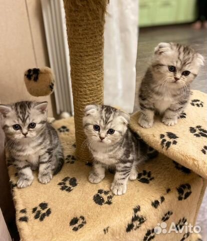 Шотландские вислоухие котята