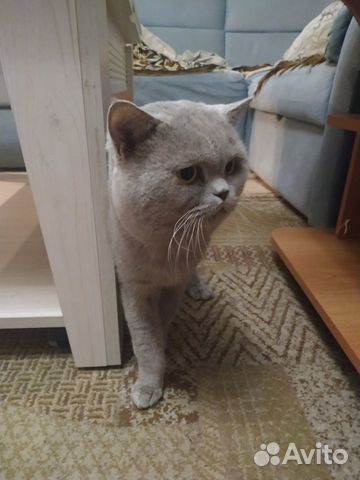 Шотландский кот бесплатно