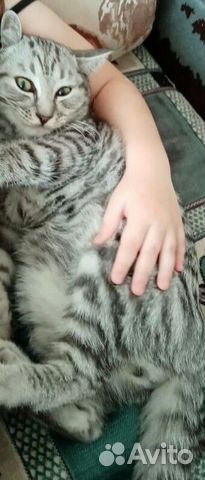Кошка