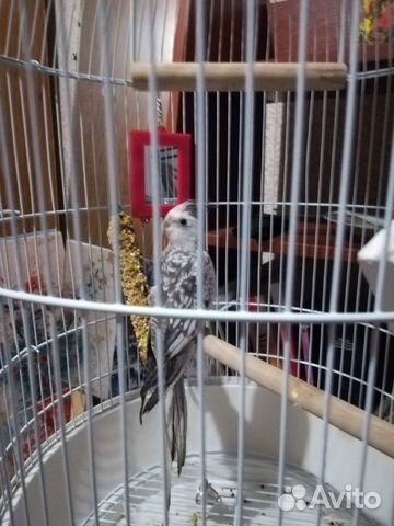 Попугай корелла с клеткой