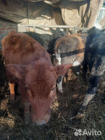 Телята на доращивание