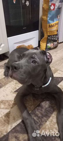 Щенки кане корсо