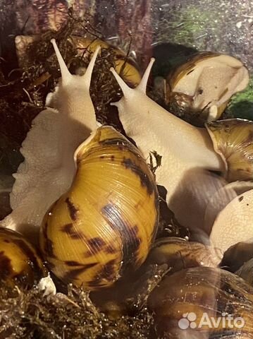 Улитка Архахатина альбино