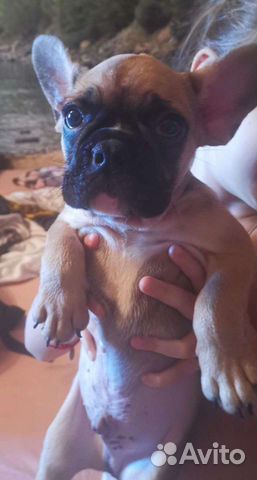 Французский бульдог