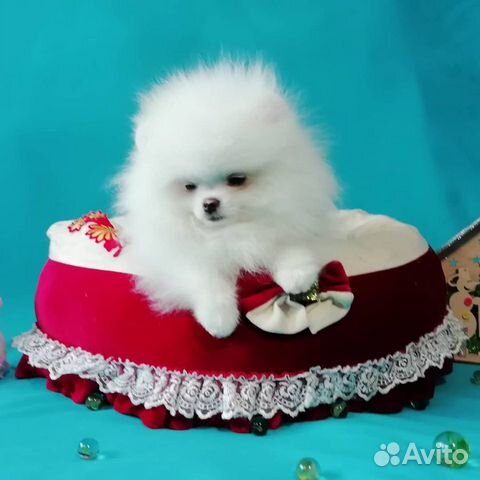 Белый как снег мальчик и девочка