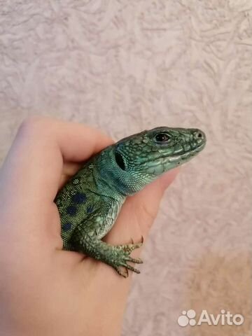 Жемчужная ящерица