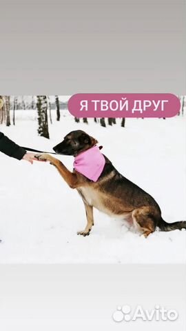 Душевная и добрая прекрасная Дуня, отдам