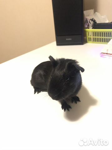 Морская свинка чёрная
