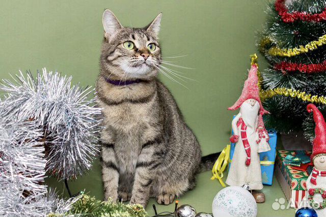 Ищет дом самая харизматичная кошка Тайра