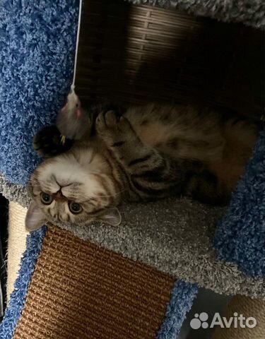 Кошка,британка