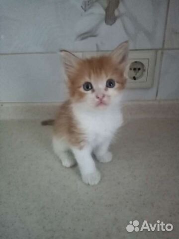 Рыженькое счастье