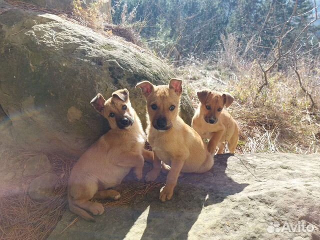 Собака в добрые руки щенок