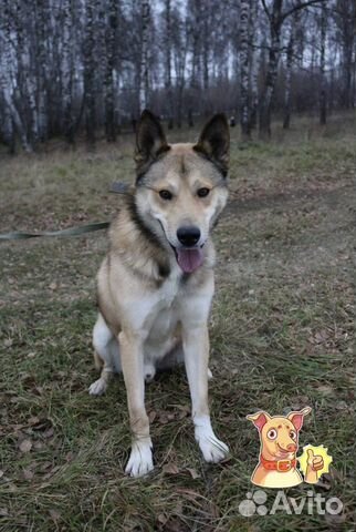 Собака в добрые руки