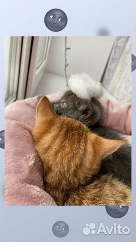 Котята смесь