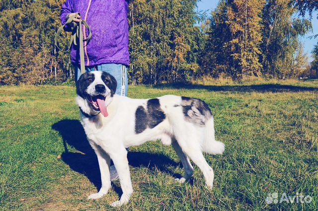 Собака Бостон ищет семью