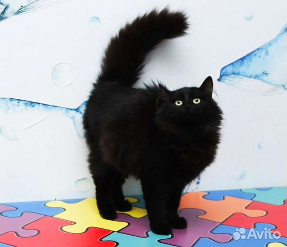 Посмотрите какая красота сидит в приюте