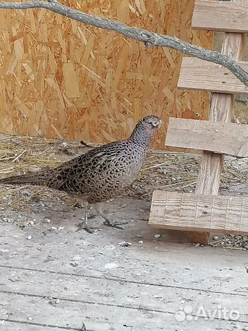 Фазан охотничий