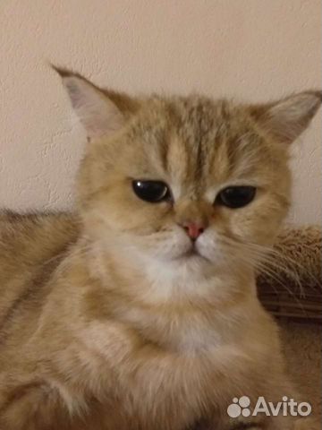 Кошечка. Около 1 года. Стерилизована