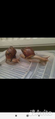 Улитки ахатины