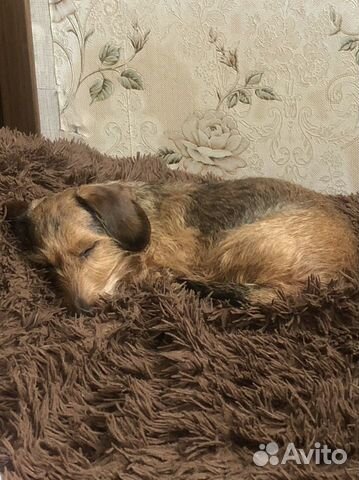 Жесткошерстная такса вязка