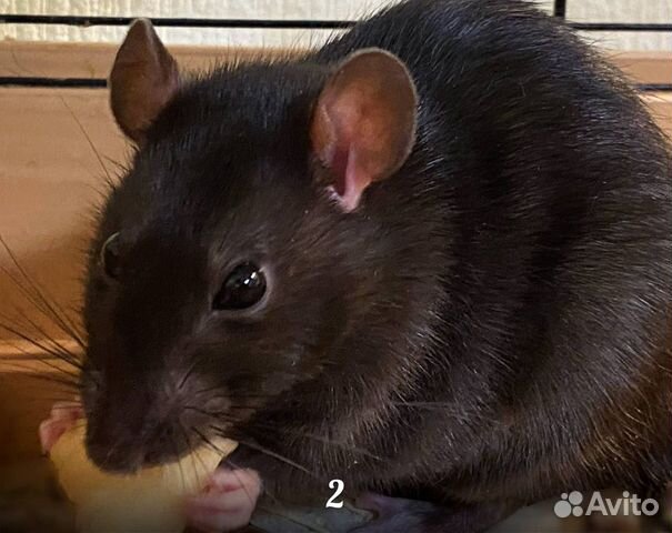 Крыски домашние