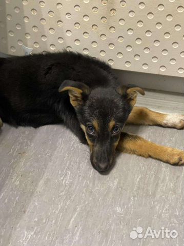 Щенок 2.5мес девочка