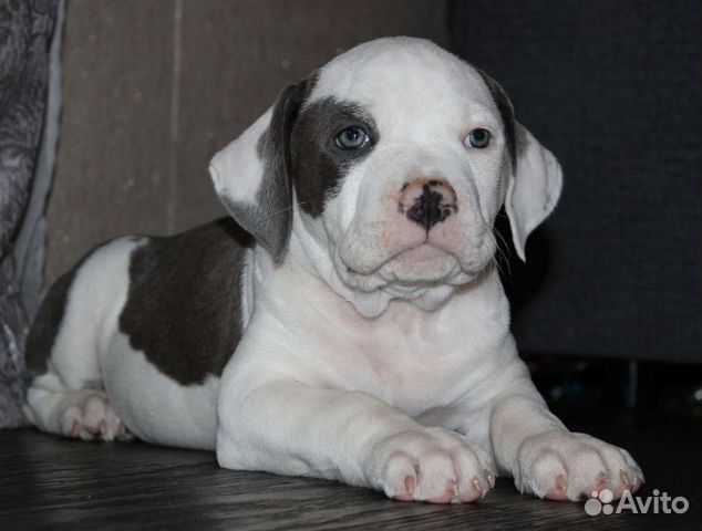 Мальчик ам.стафф с документами