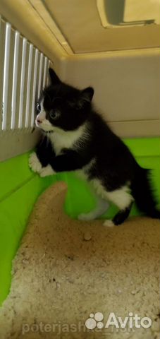 Котята