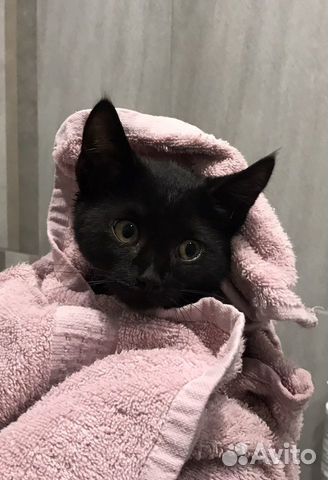 Котенок