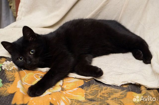 Котенок Плюша