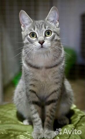 Кошечка серенькая