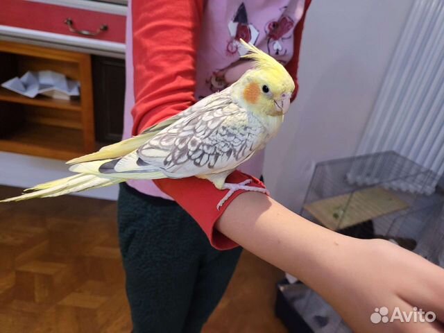 Попугай Корелла, девочка. 6 месяцев