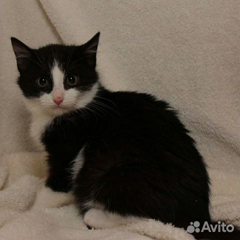 Котёнок маркиз мальчик