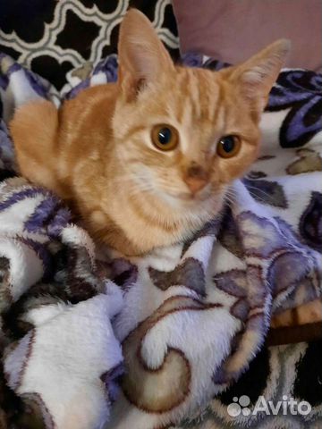Котик в добрые руки