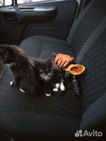 Кошки бесплатно