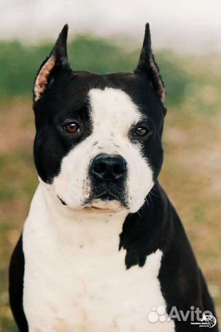 Амстафф вязка