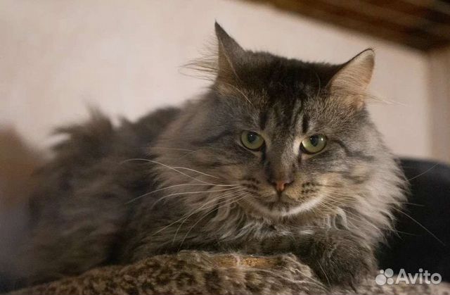 Сибирский кот Феликс в дар