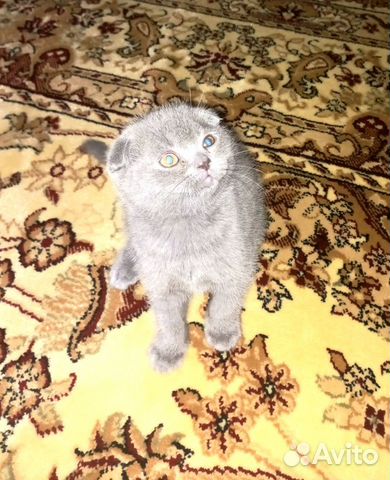 Шотландские вислоухие котята серые