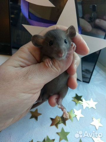 Крысята дамбо 1 месяц
