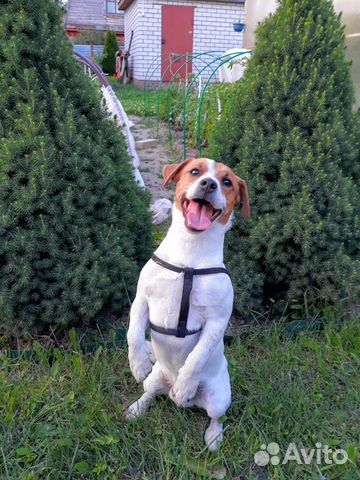 Хотим жениться