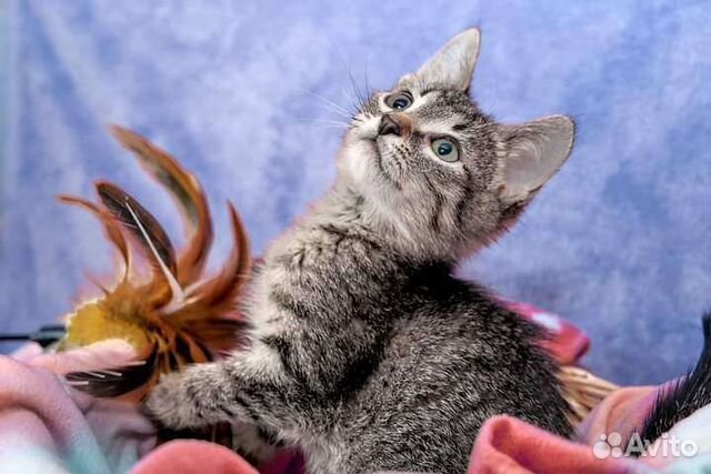 Полосатик ищет дом