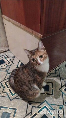 Отдам бесплатно стерилизованную кошечку, приучена
