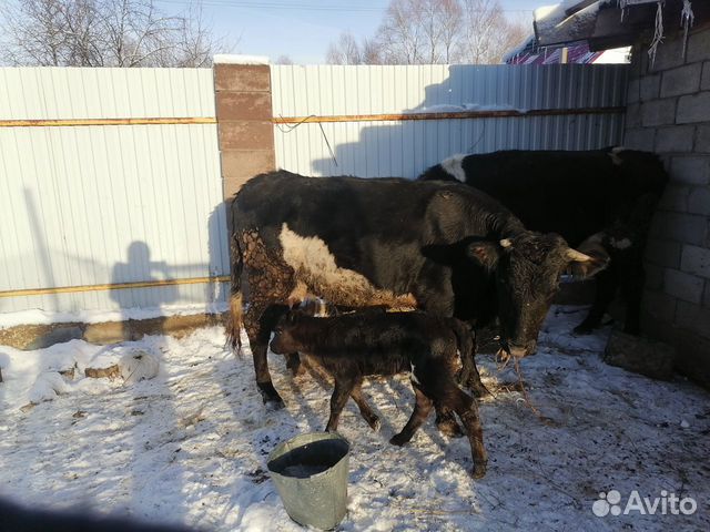 Сpочно продаются 2 коровы и 2 теленка