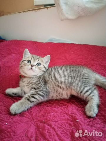 Британские котята