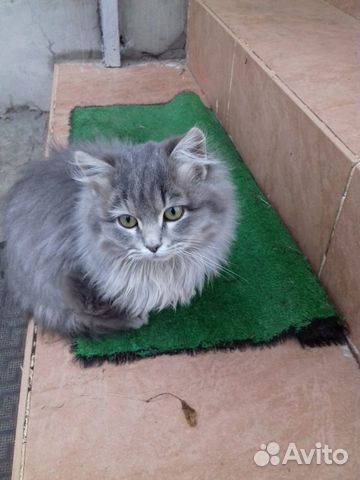 Кошки в добрые руки