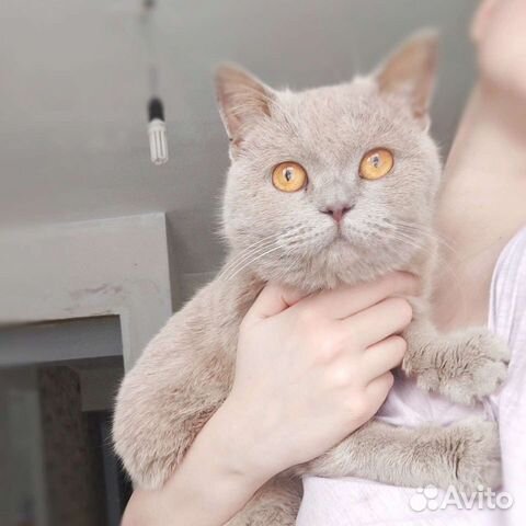 Сладкая девочка Мосси ищет дом