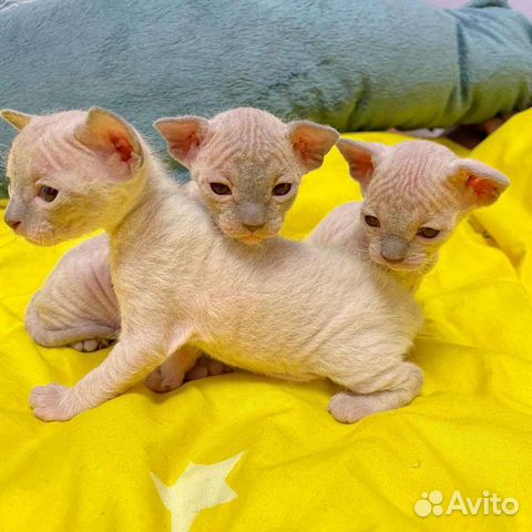 Котята донского сфинкса