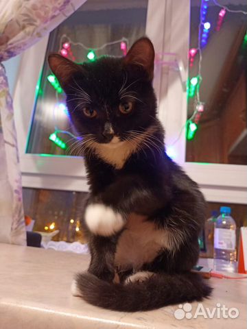 Очаровательный котенок