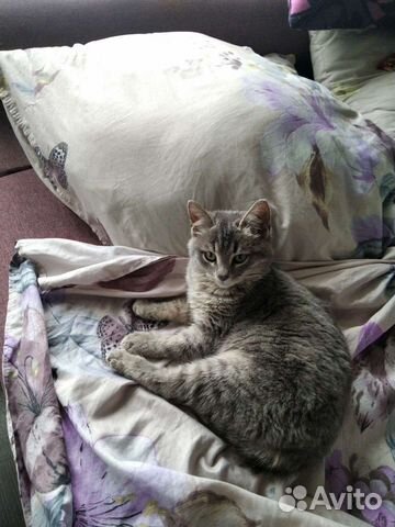 Отдам кота в добрые руки, котик очень ласковый и о